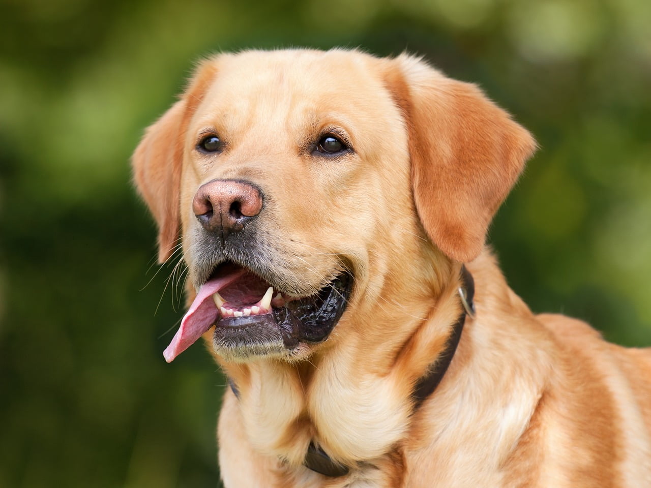 Kangal Shepherd Dog Everything You Need to Know