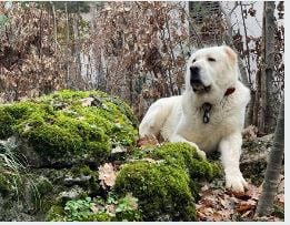 Alabai Dog Breed: Origins And History