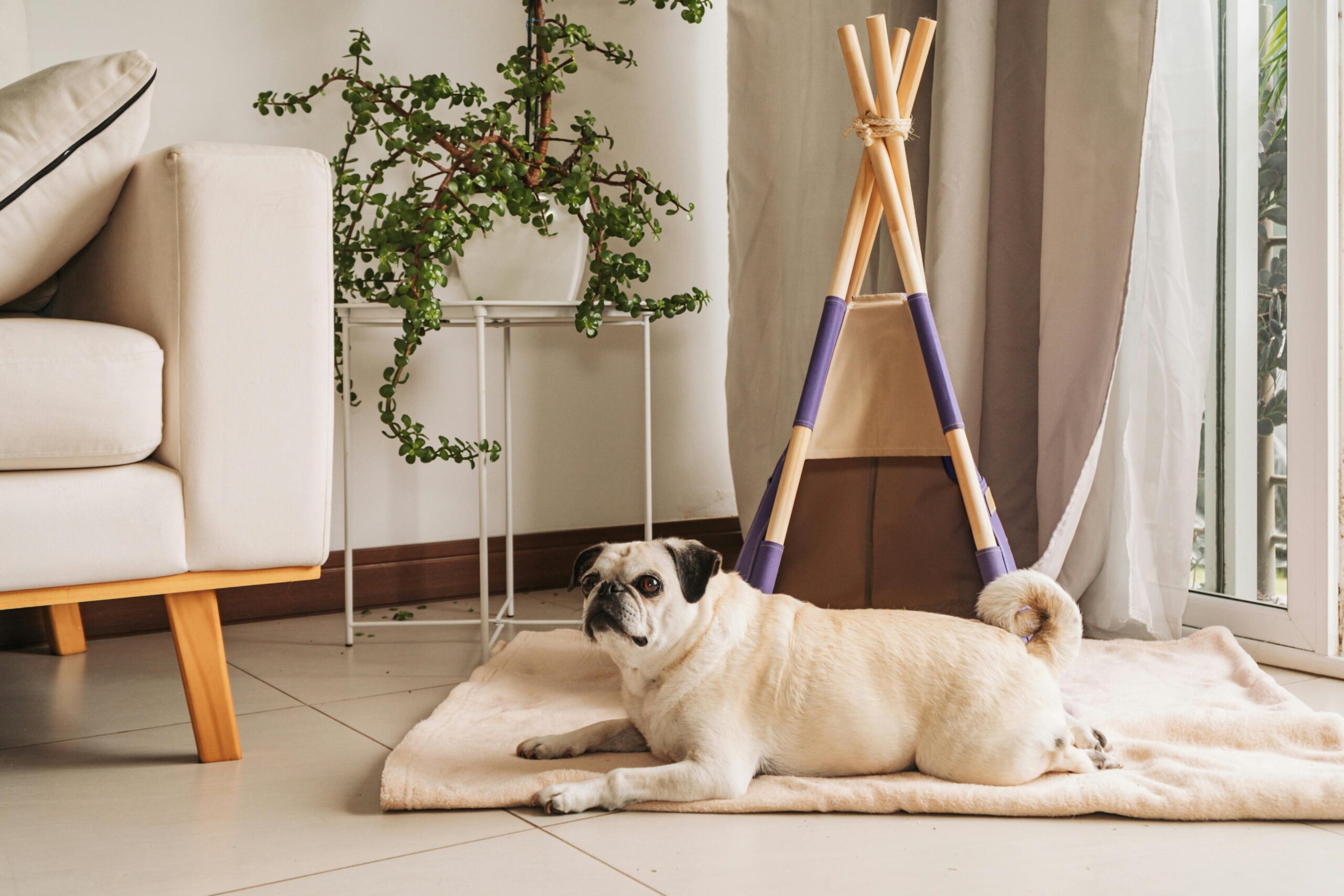 What Kind of Dog is Bluey: 10 Basic Breeds Fact