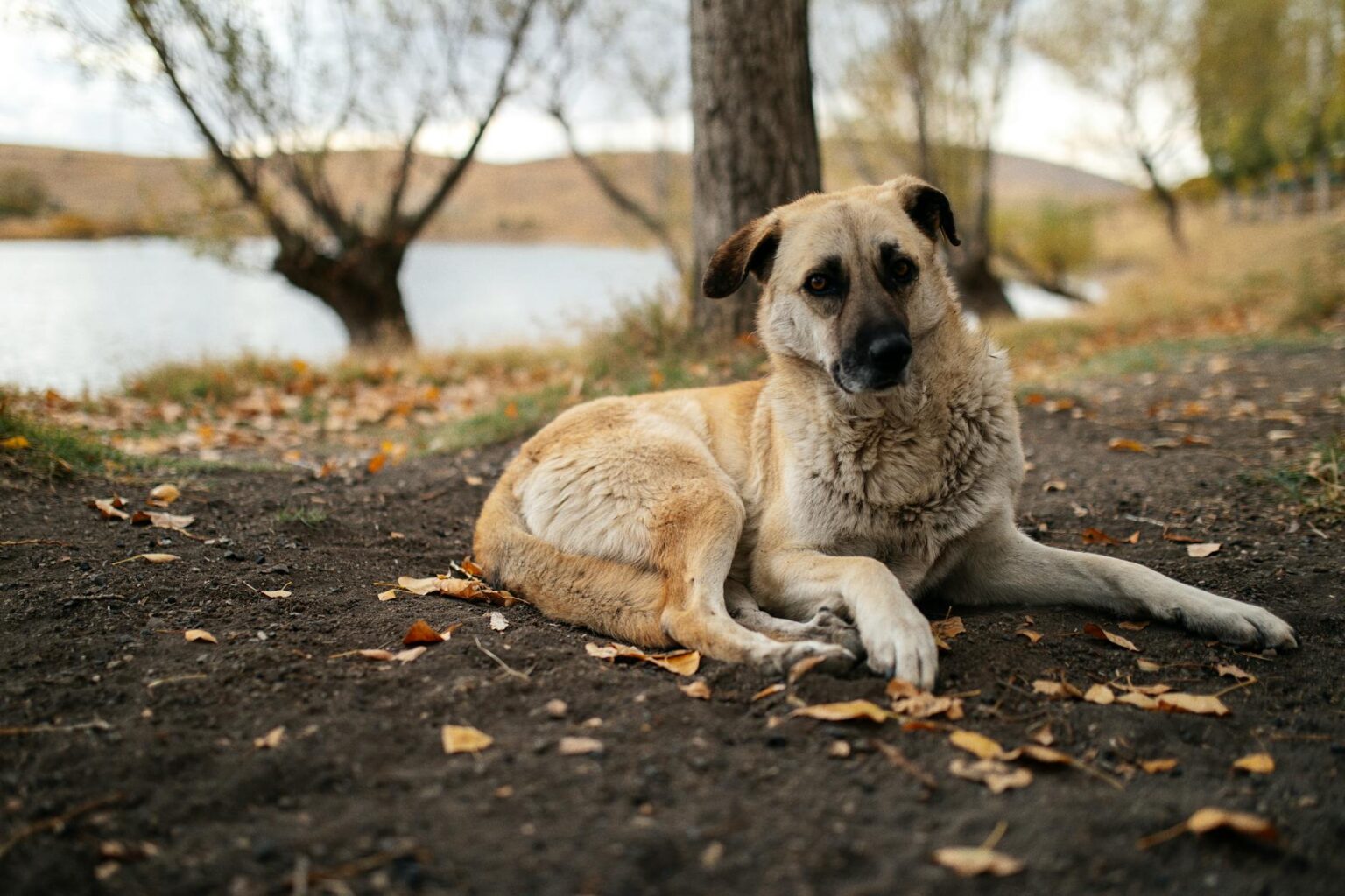 Kangal Shepherd Dog: Unmatched Strength, Loyalty Companion