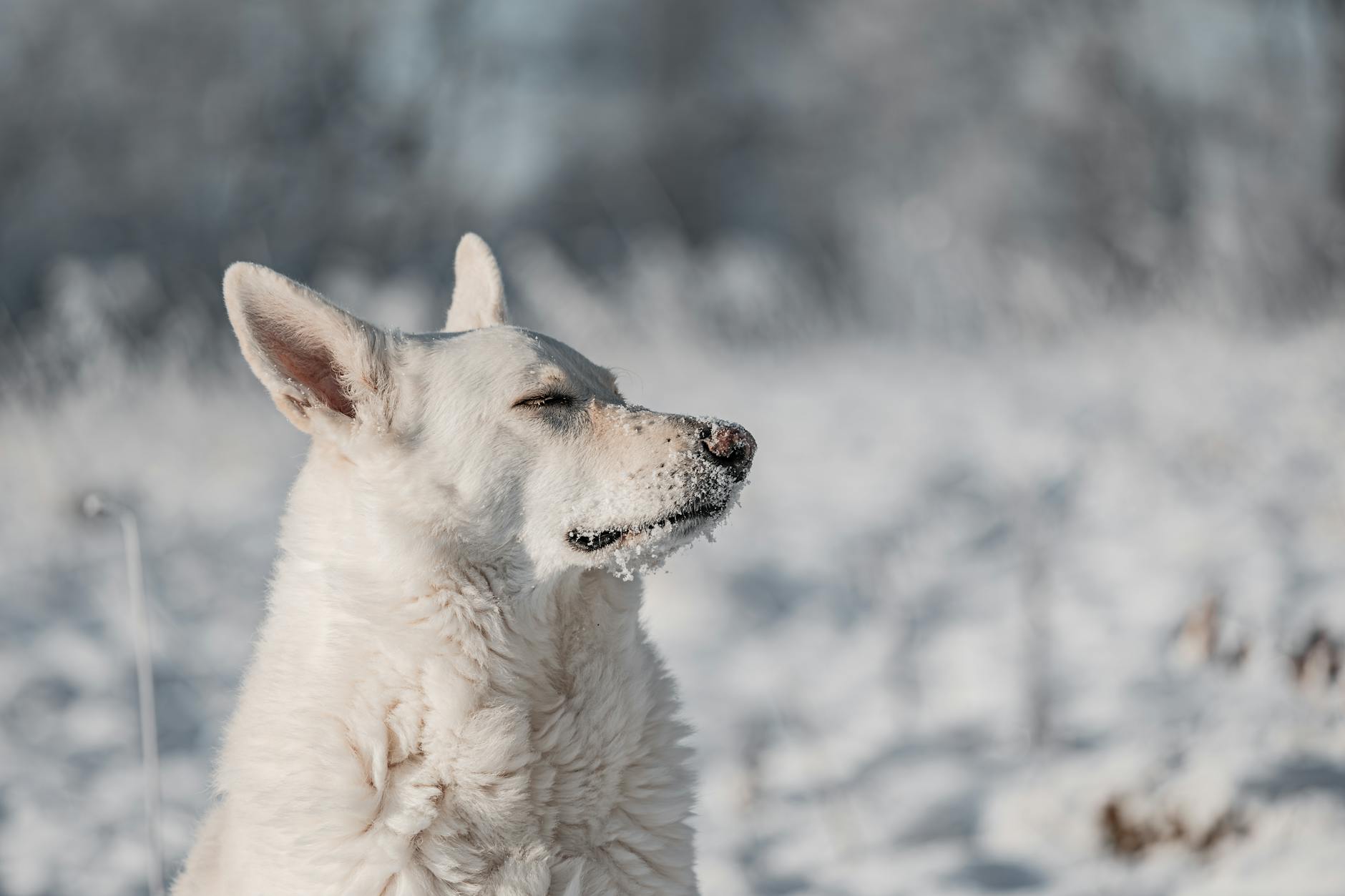 Wolf Kangal Shepherd Dog: A Legendary Protector