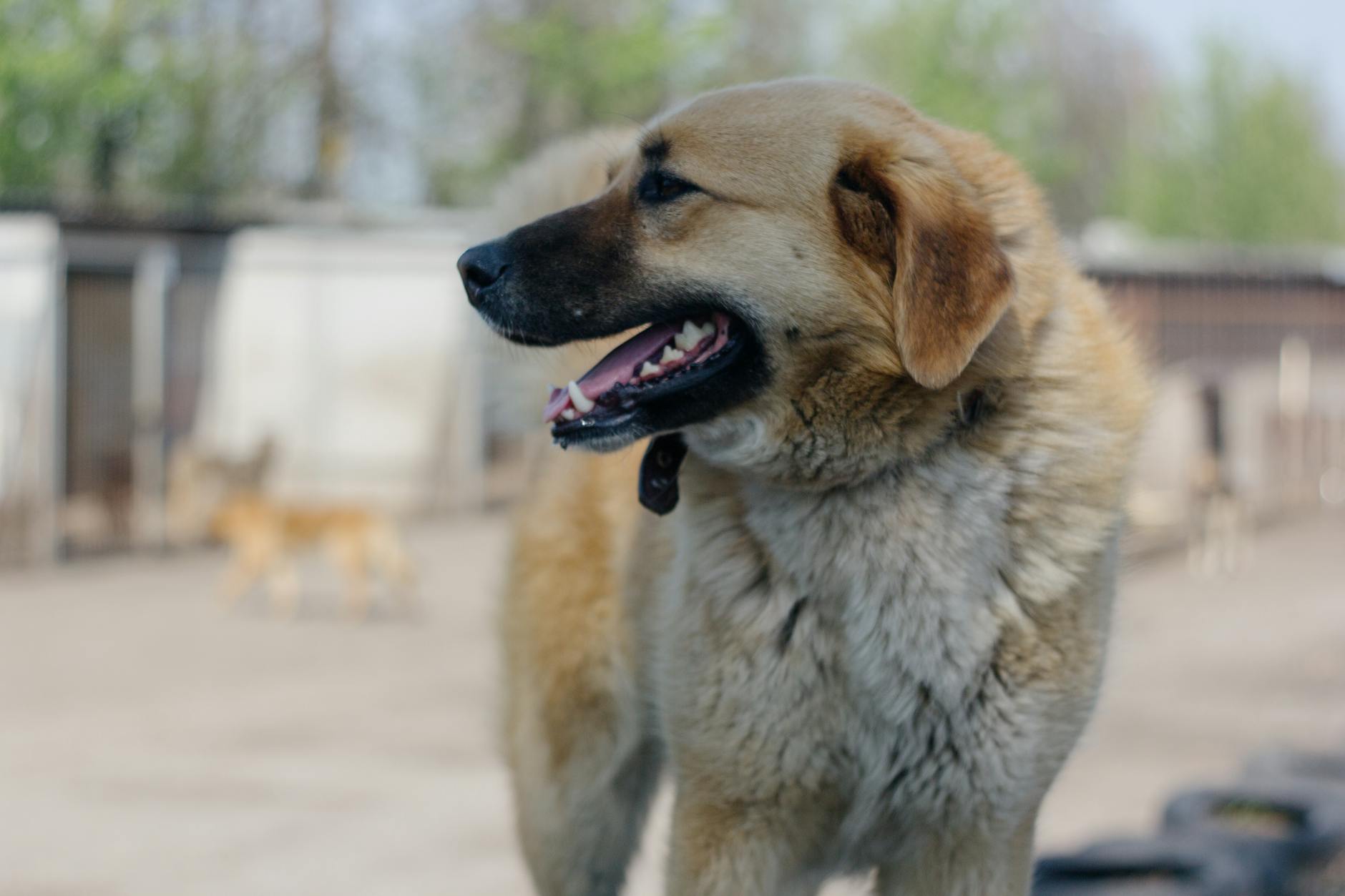 Kangal Shepherd Dog Size, Traits, and Care