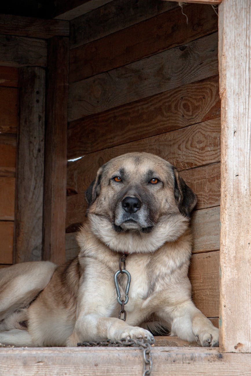 Turkish Kangal Dog: The Ultimate Guardian Breed from Turkey